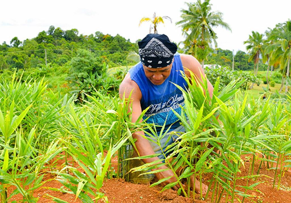 Development Financial Institution (DFI) Role – Fiji Development Bank